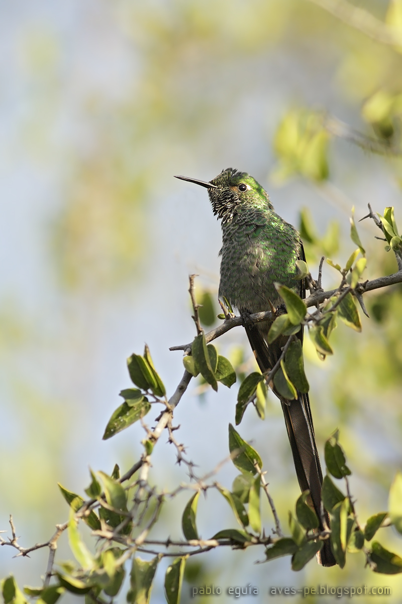 mis fotos de aves: Sappho sparganurus Picaflor Cometa Red-tailed Comet