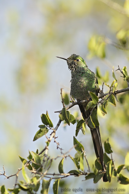 mis fotos de aves: Sappho sparganurus Picaflor Cometa Red-tailed Comet