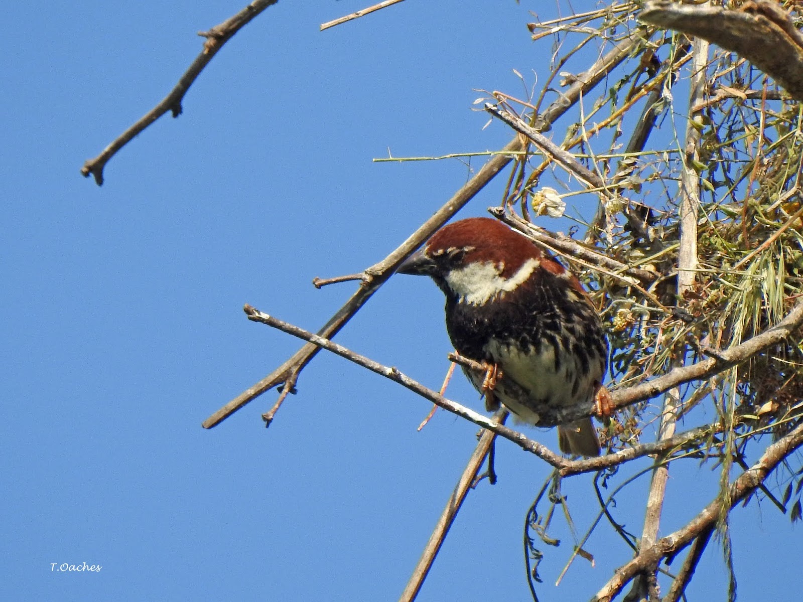 PASARI DIN ROMANIA: VRABIE NEGRICIOASA, Passer hispaniolensis