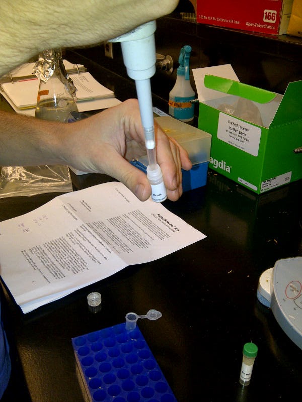 University of Illinois Plant Clinic: Bacterial Leaf Scorch Testing at ...