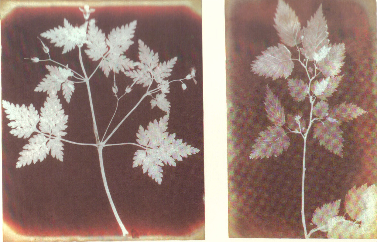 Photomi7ch: Fox Talbot a short history to his discovery