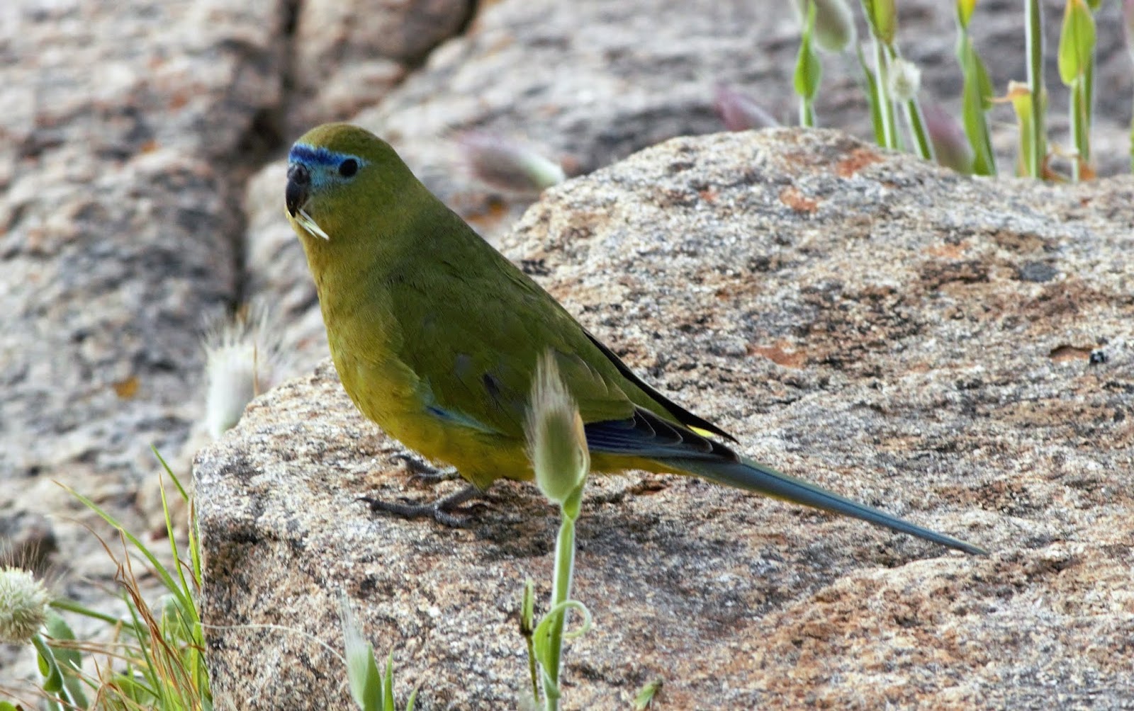 sunshinecoastbirds: WESTERN AUSTRALIA PART 3 – Cheynes Beach to Perth ...