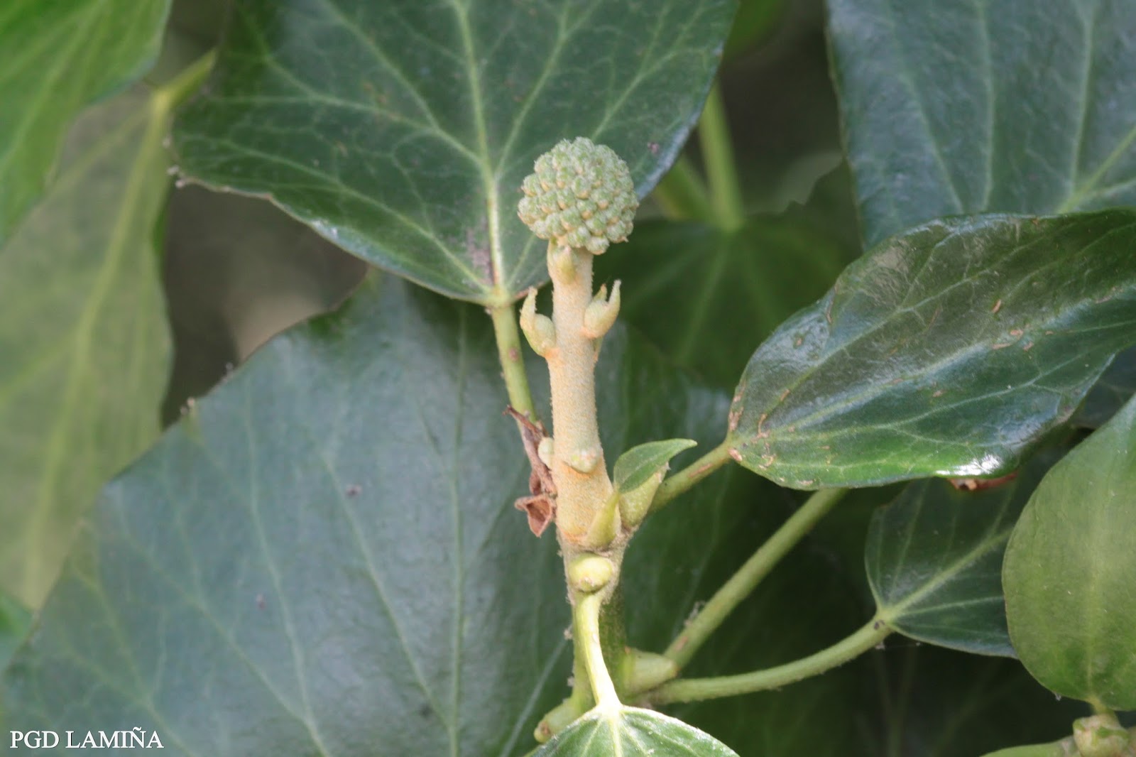 HEDERA HELIX. hiedra común o hiedra.