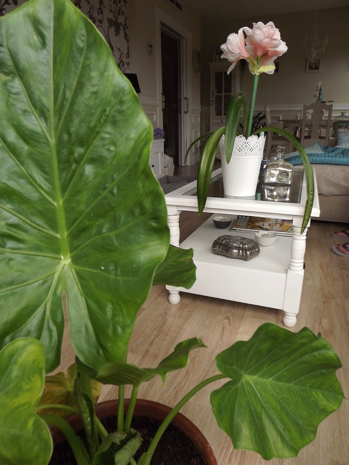 Un vergel en la ciudad: La planta de La Marquesa...