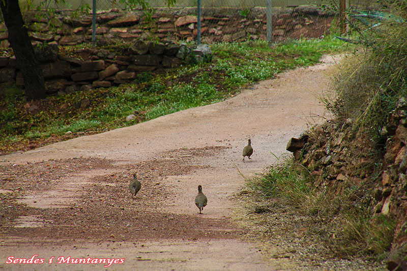 Bejís-Fuente los Cloticos-río Palancia-Poza de las Torrecillas-El ...