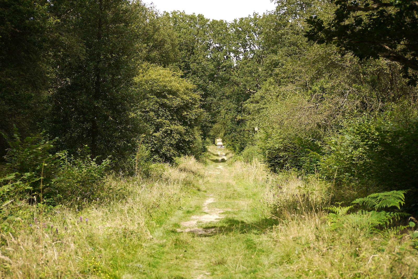 Walking in the country: Silchester and Pamber Forest