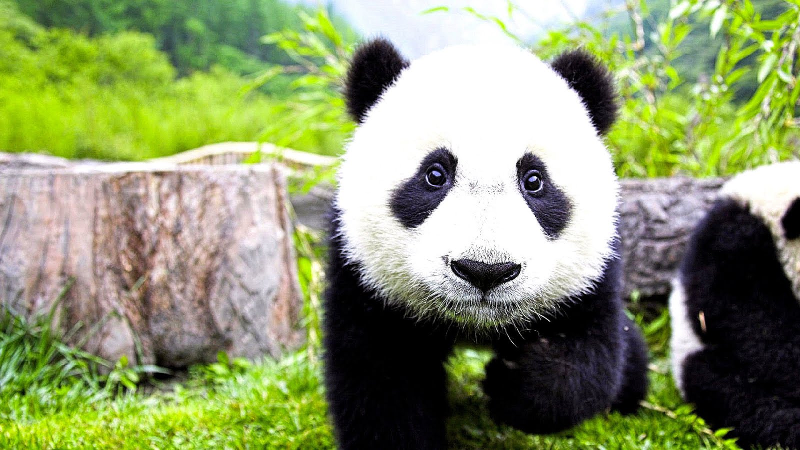 Examples Of Endangered Animals - Danger Choices