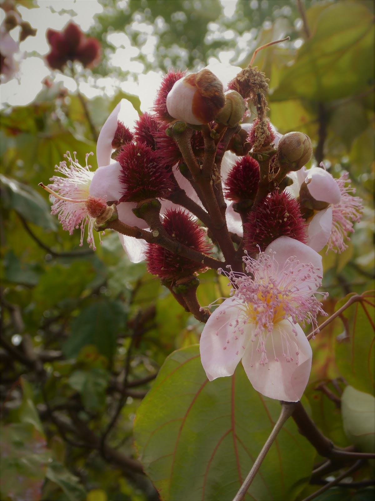 Malva Silvestre: Plantas do Brasil que me fascinam e que tive o ...