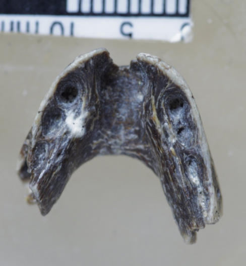 bensozia: How Dinosaurs Lost their Teeth