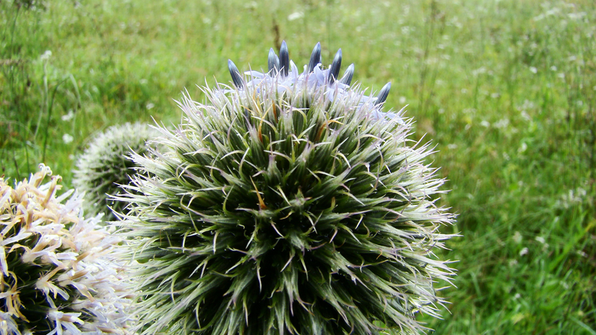 NATURE and TRAVEL: Przegorzan kulisty-polska Strychnina C21H22N2O2