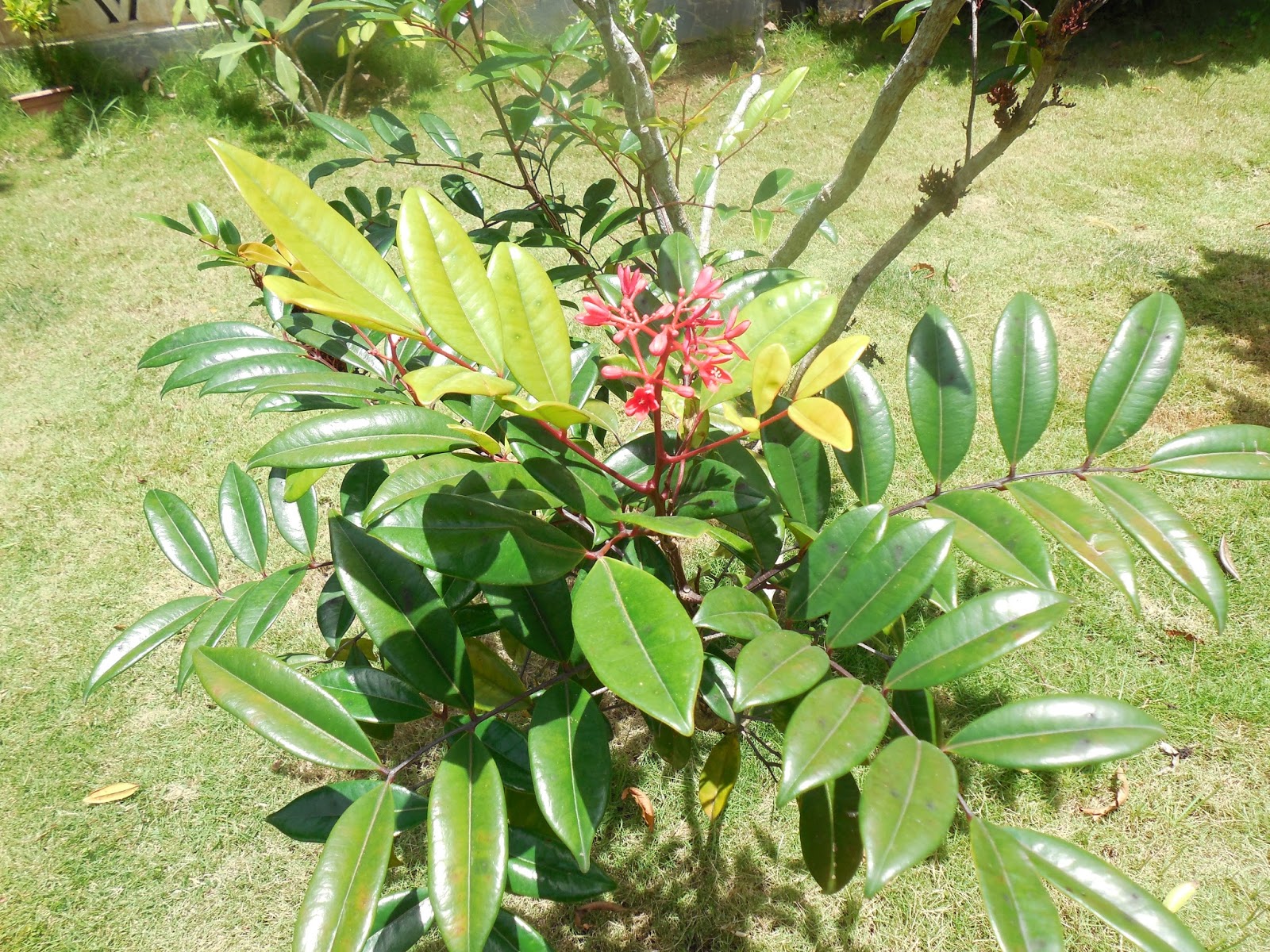 Flora de Puerto Rico Ilustrada Papo Vives: SIMAROUBACEAE-SIMAROUBA ...