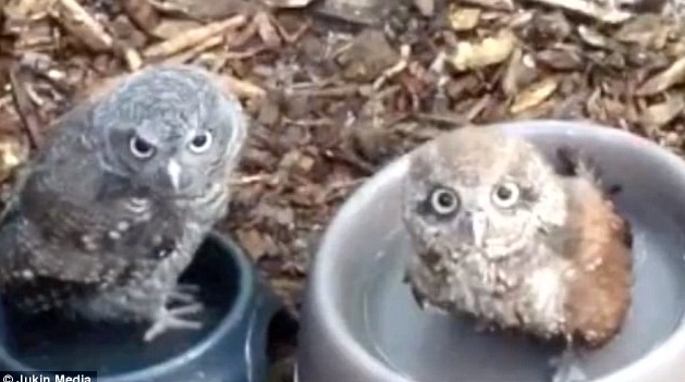 White Wolf : Adorable Baby Owls Splashing Around In A Bird Bath