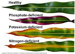 Macro and Micro Nutrients (Functions and Deficiency Symptoms with Figures)