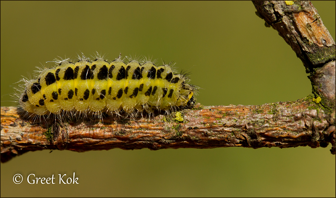 Foto`s van Greet: Zonnedauw, Rupsje en Vossenbekkie`s