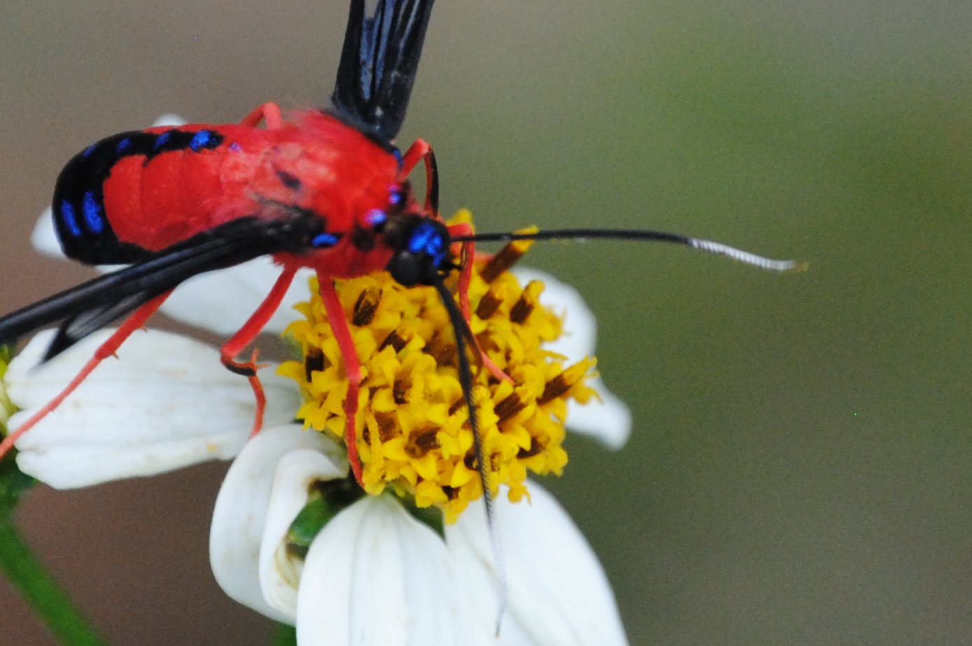 Field Notes and Photos: Scarlet-bodied Wasp Moth