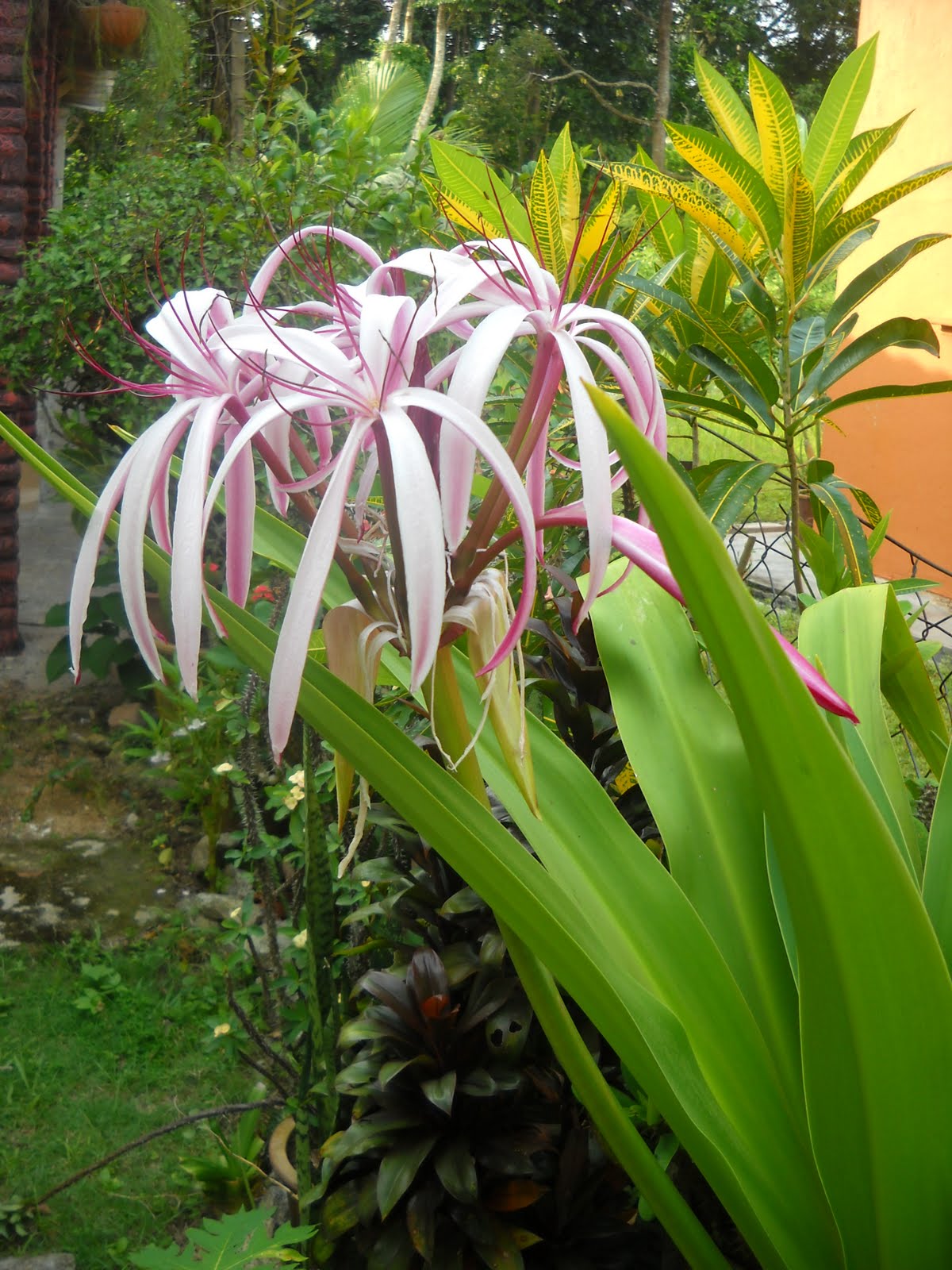 ..Cooking with soul.....: BUNGA LILI DAN IKAN.