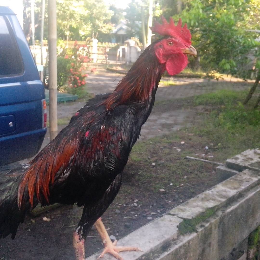Jenis-Jenis Jengger Ayam Bangkok | KING ROOSTER FARM
