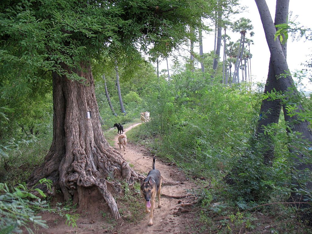 The Wonderful Palmyra and Nungu Fruit - ARUNACHALA LAND