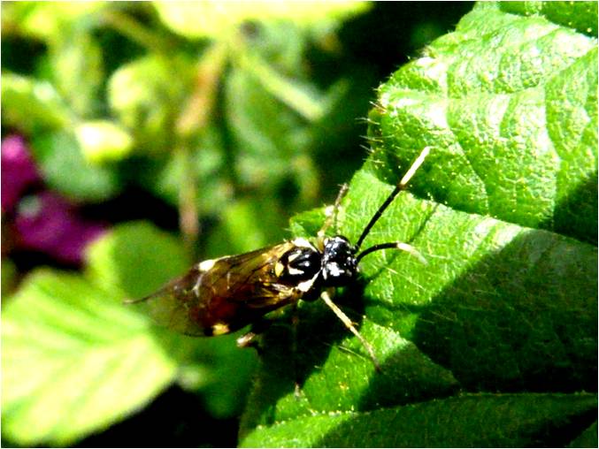 Insects of Scotland: Bees/Wasps/Ichneumons/Sawflies/Ants