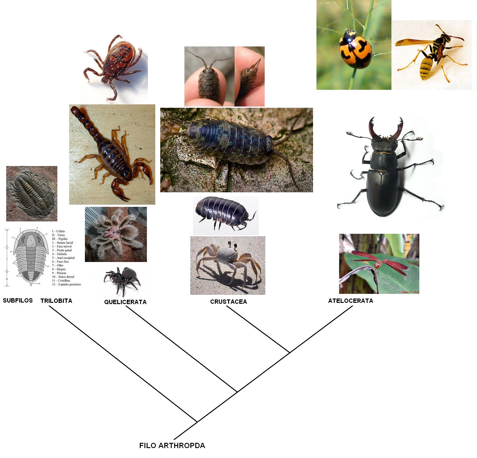 BIOLOGIA - CIÊNCIA DA VIDA: FILO ARTHROPODA