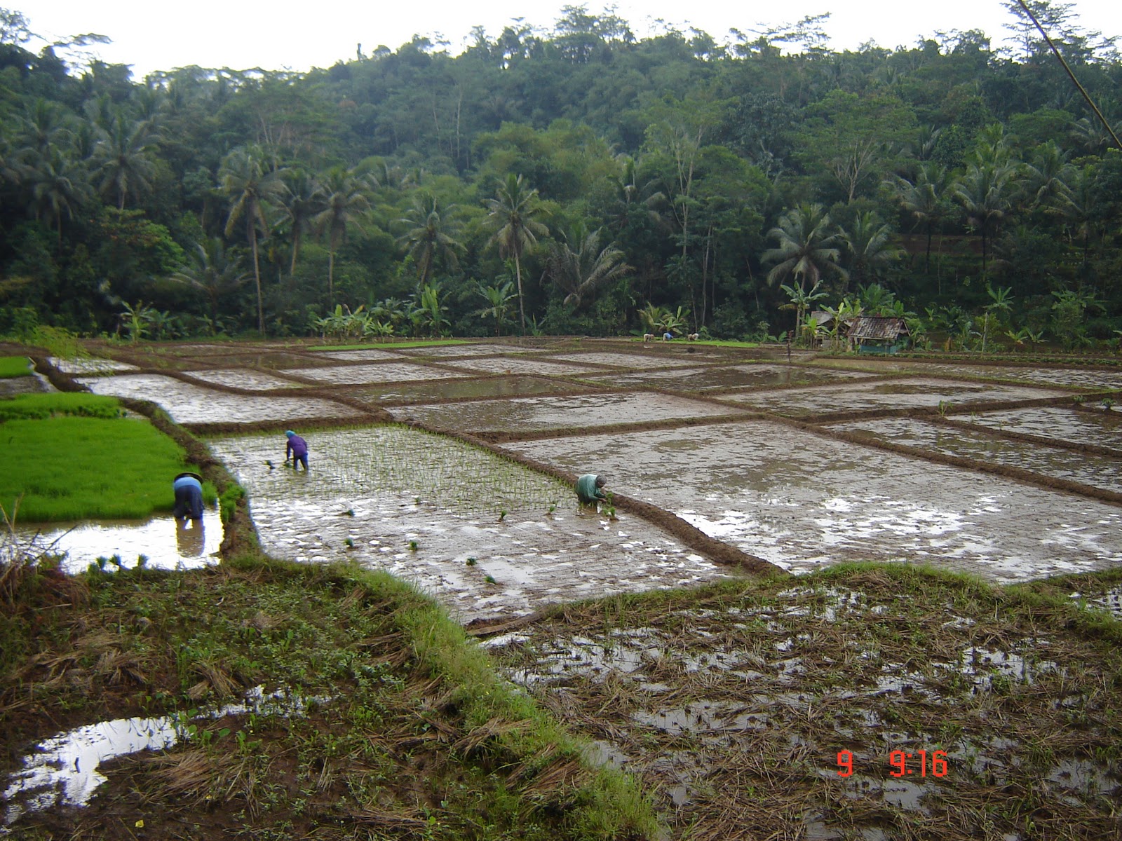Gambaran Umum Desa Jelat - GeHa Notes