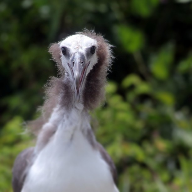 Awetya: Images Funny albatross pictures-photos of funny animals