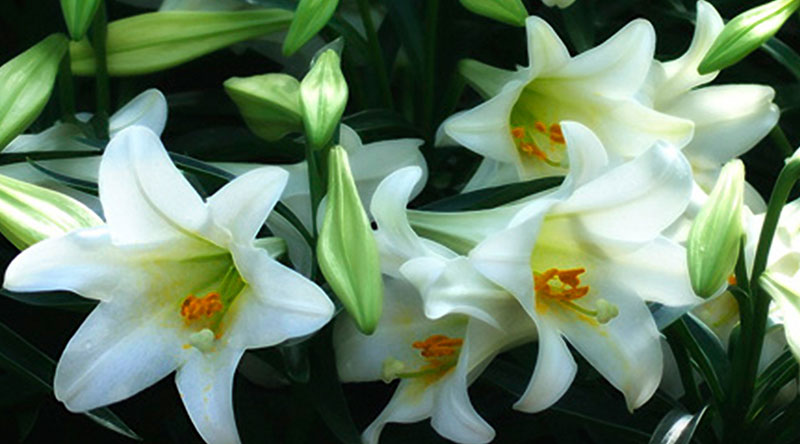 Unam Sanctam Catholicam: The Power of Resurrection