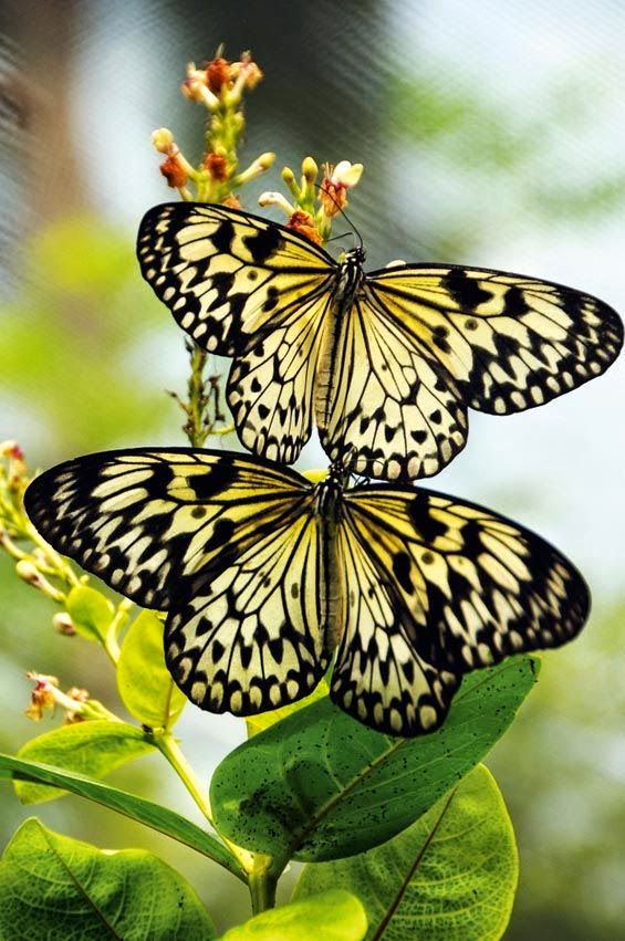 Amazing butterflies ~ Stunning nature