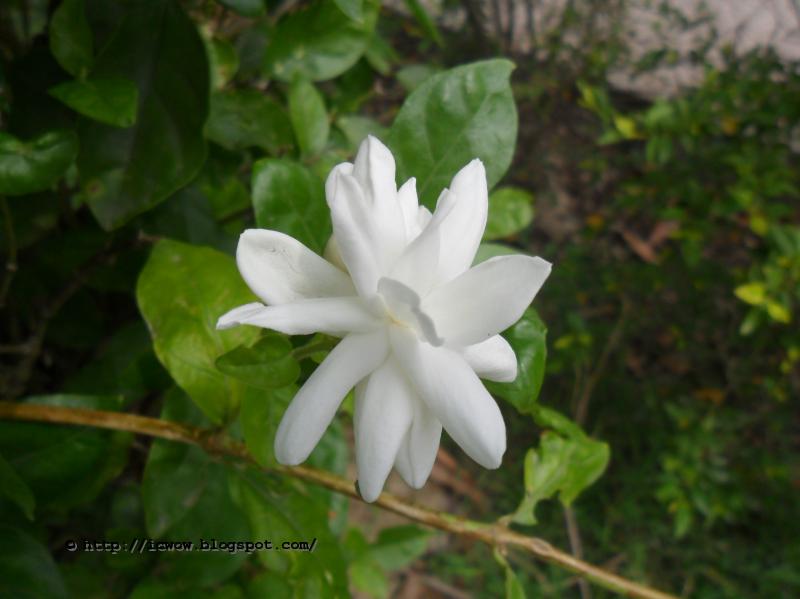 Beli Ful(বেলী ফুল) - Jasminum sambac