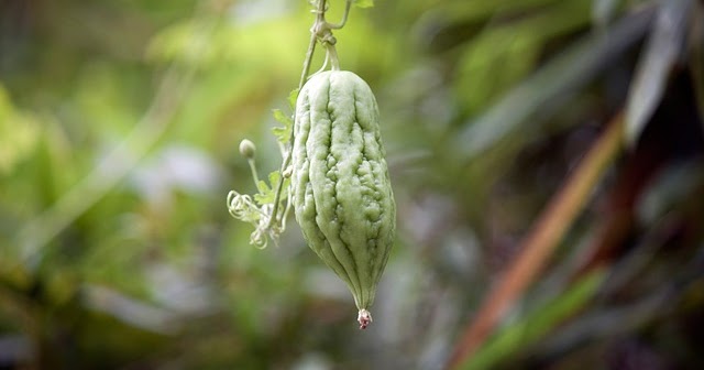Panduan Lengkap dan Mudah Menanam dan Memupuk Tanaman Pare bagi Pemula