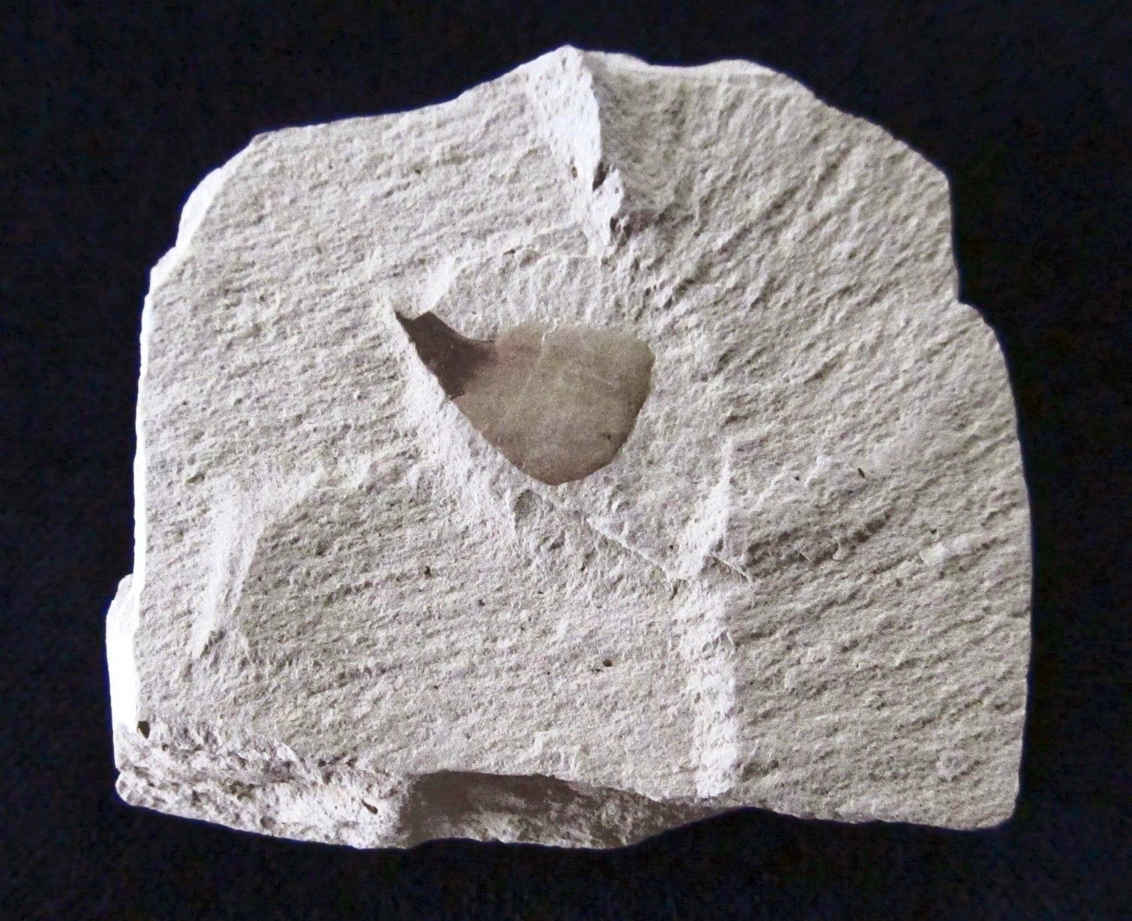 The Promise of Seeds: Magic in a Packet: Fossil Seeds