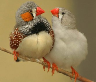 Exotic Birds: Totul despre Zebre Australiene
