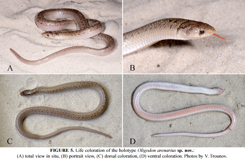 Species New to Science: [Herpetology • 2015] Oligodon arenarius • A New ...