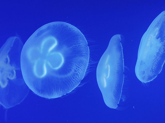 mondo dei rettili: Medusa Aurelia aurita una medusa da acquario