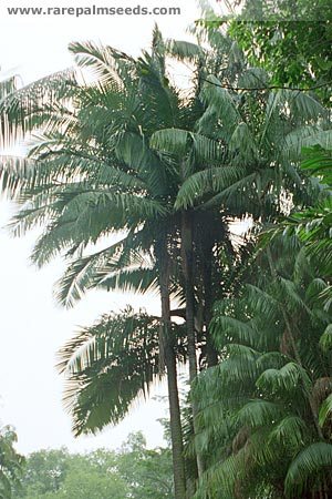 Flora Indonesia: Maskot Flora Provinsi Riau