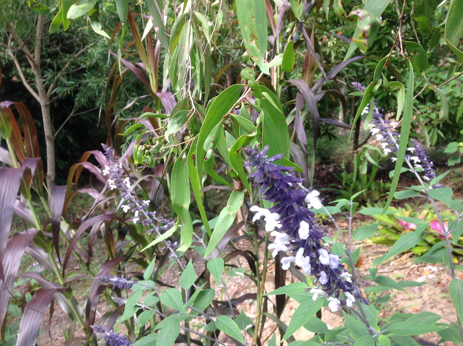Lavender and Vanilla; Friends of the Gardens: Some of my Salvias ...