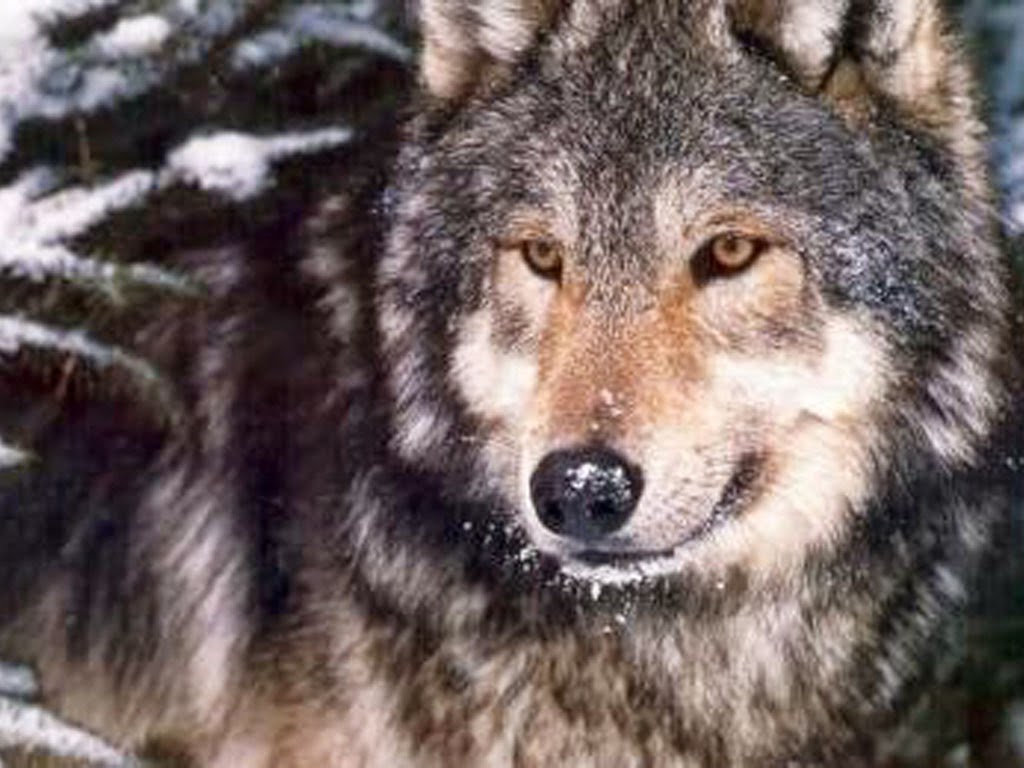 Wallpaper Hewan Serigala Keren dan Pemandangan Alam Indah - Wallpaper ...