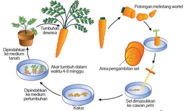 Bambu Zed: Februari 2017