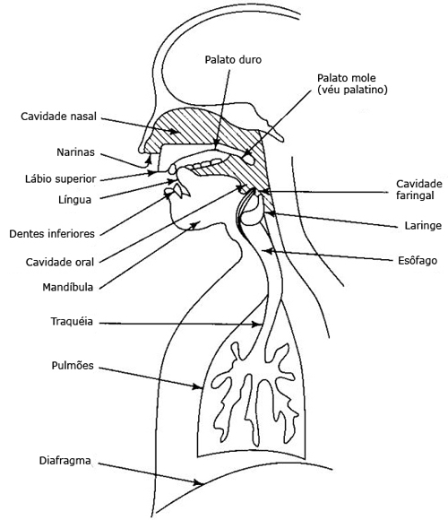 Blog da Linguística para Alunos - KARISE: FUNCIONAMENTO DO APARELHO FONADOR