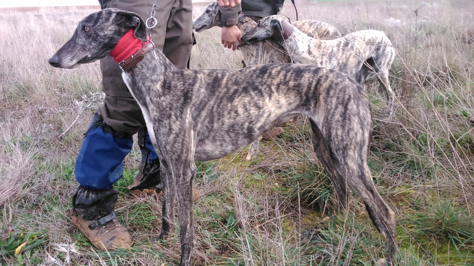 FOTOS Y RESUMEN COLLERA FINAL ASOCIACIÓN REGIONAL DE CRIADORES DE GALGO ...