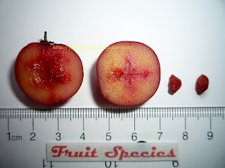 Fruit Species: RUKAM
