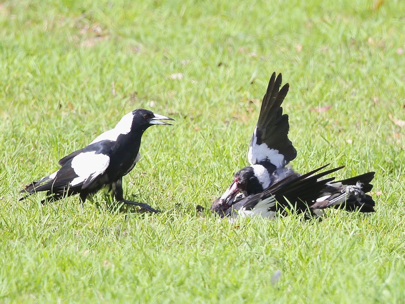 Avithera: Magpies fighting