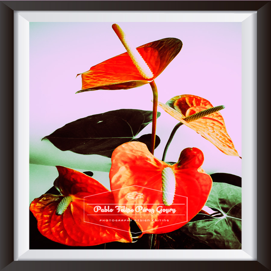 Photo Contextus by Pablo Felipe Pérez Goyry Photographer: 11 Anthurium ...