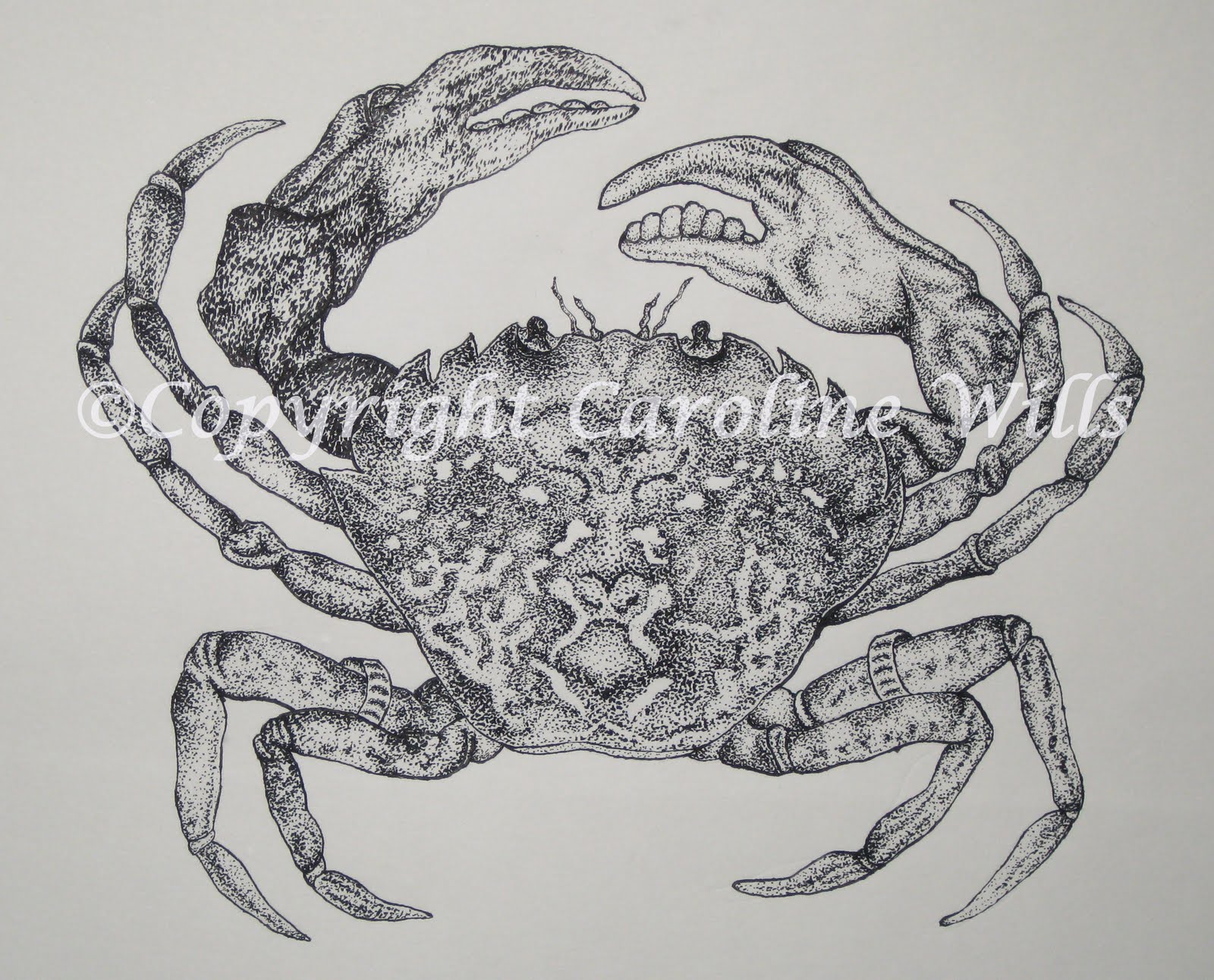 Caroline Wills: Illustration