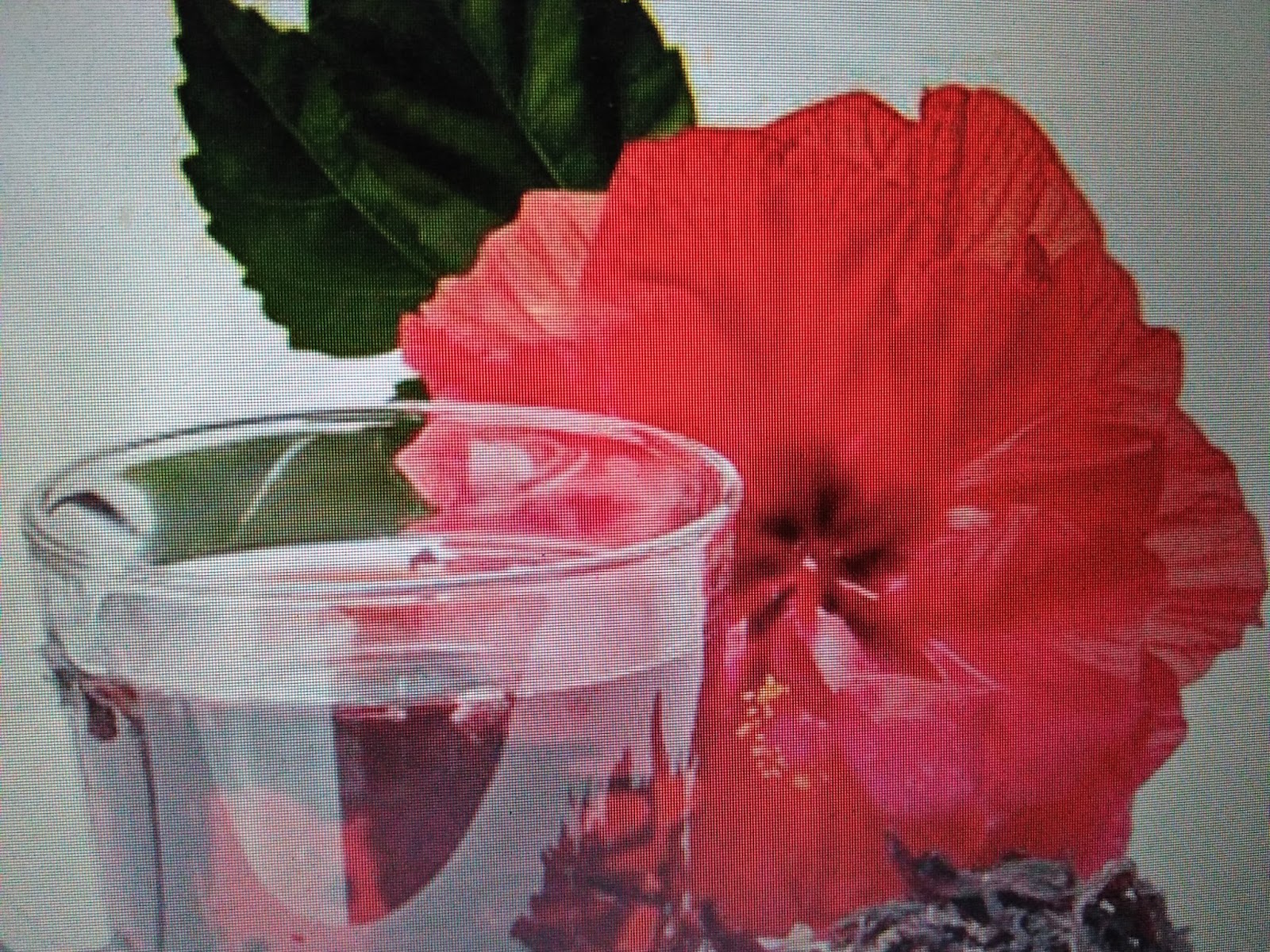 Fuziah Sulaiman blog: Jom kenali flora BUNGA RAYA - Hibiscus di Laman ...