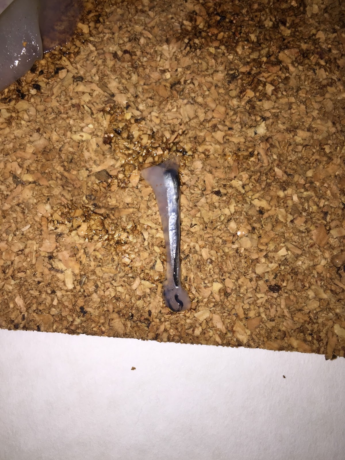 Biología y ANAtomía de 1ºBach: Práctica de DISECCIÓN DE UN CALAMAR