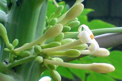 Paling Bagus 11+ Gambar Bunga Pepaya Gantung - Gambar Bunga Indah