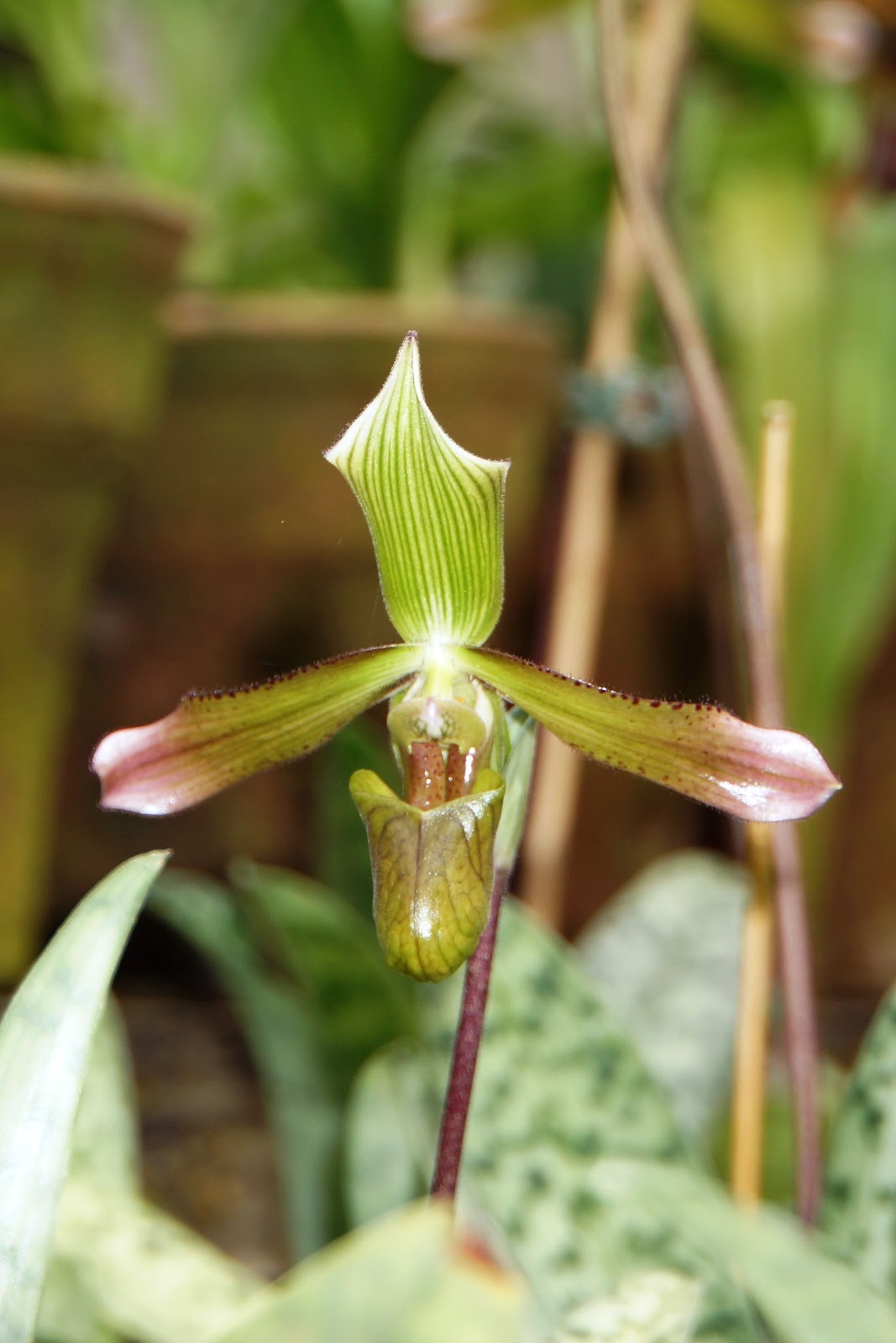 Paph javanicum | Slippertalk Orchid Forum