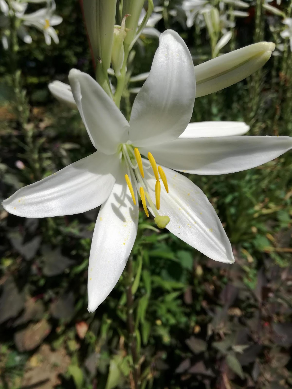 cele patru anotimpuri: Crini albi