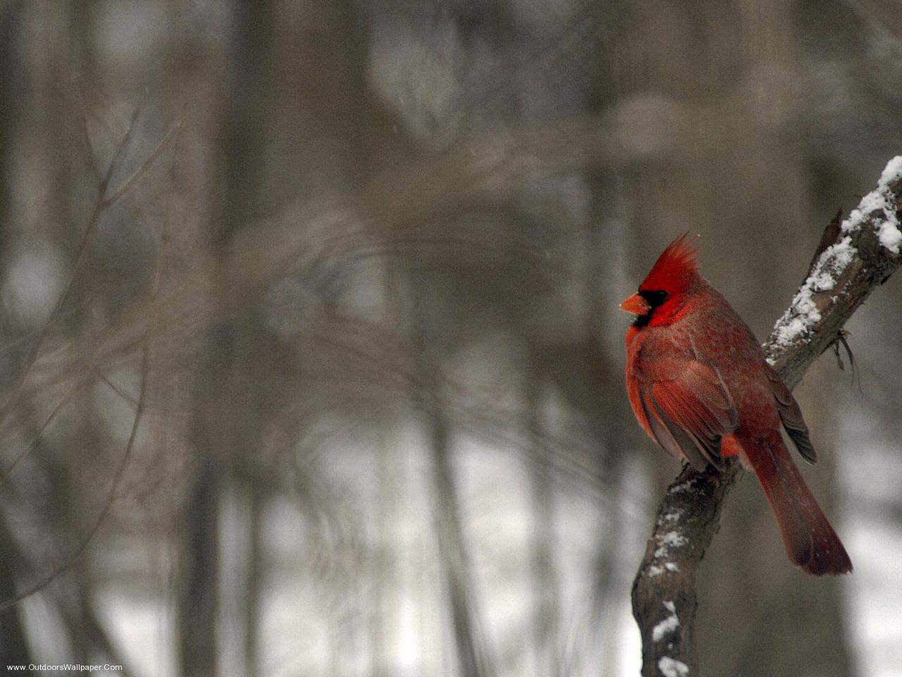 Wild life: Beautful Cardinal wallpaper | wild birds